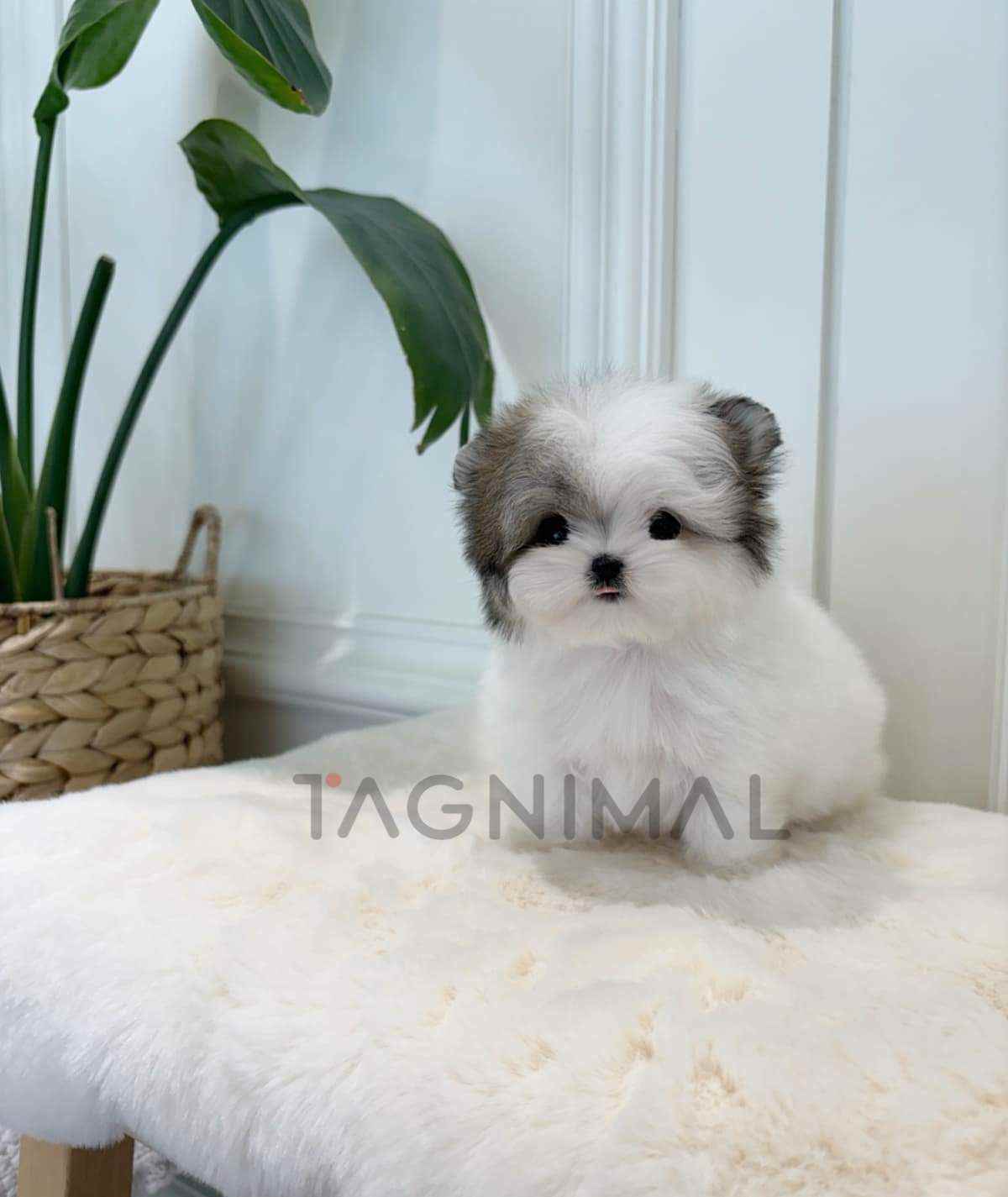 Mimi (มีมี่) | Tagnimal