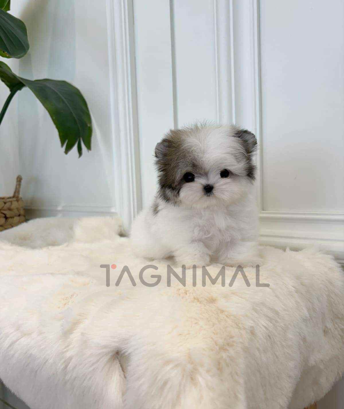 Mimi (มีมี่) | Tagnimal