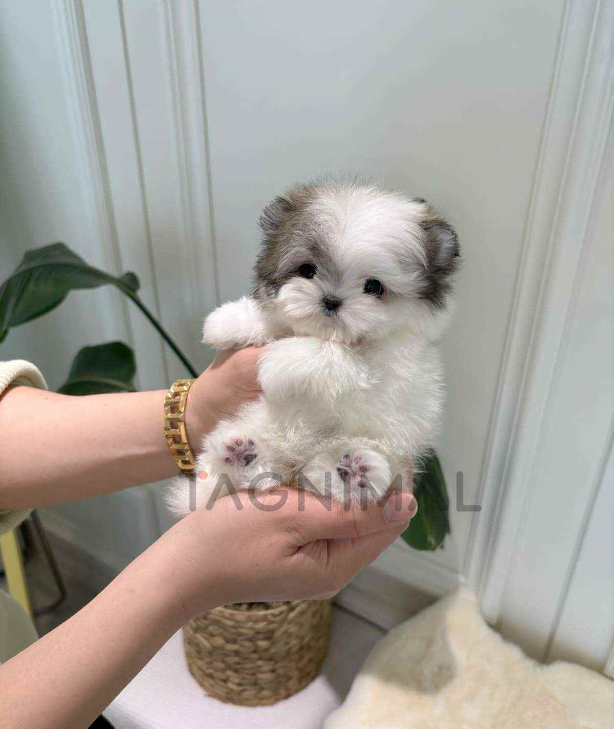 Mimi (มีมี่) | Tagnimal