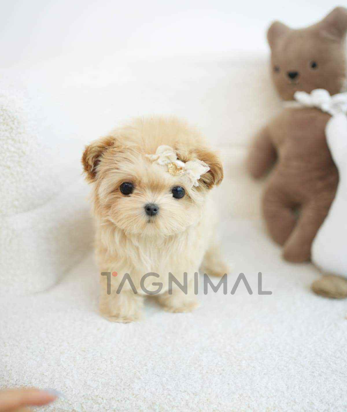 Jenny (เจนนี่) | Tagnimal