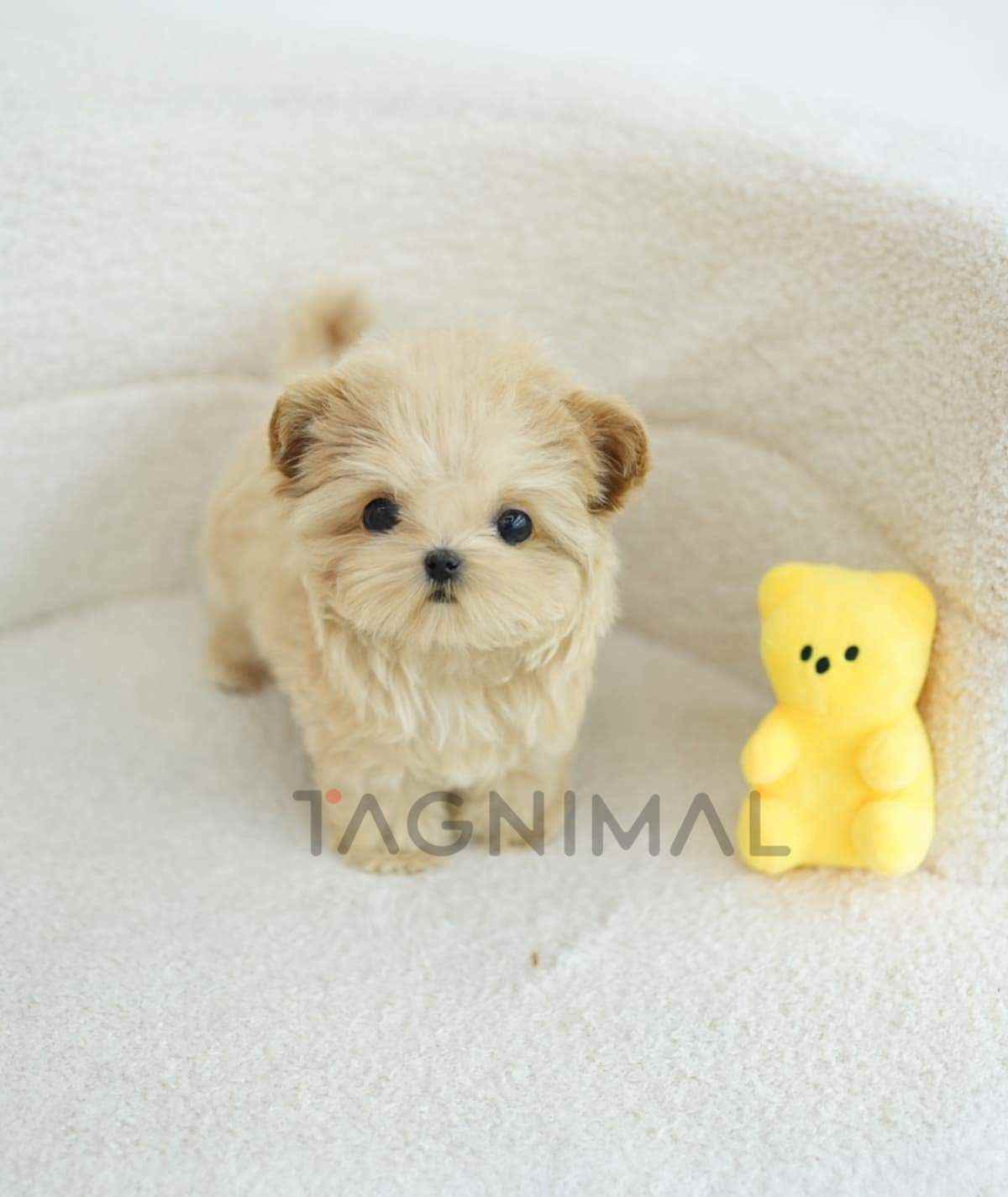 Jenny (เจนนี่) | Tagnimal