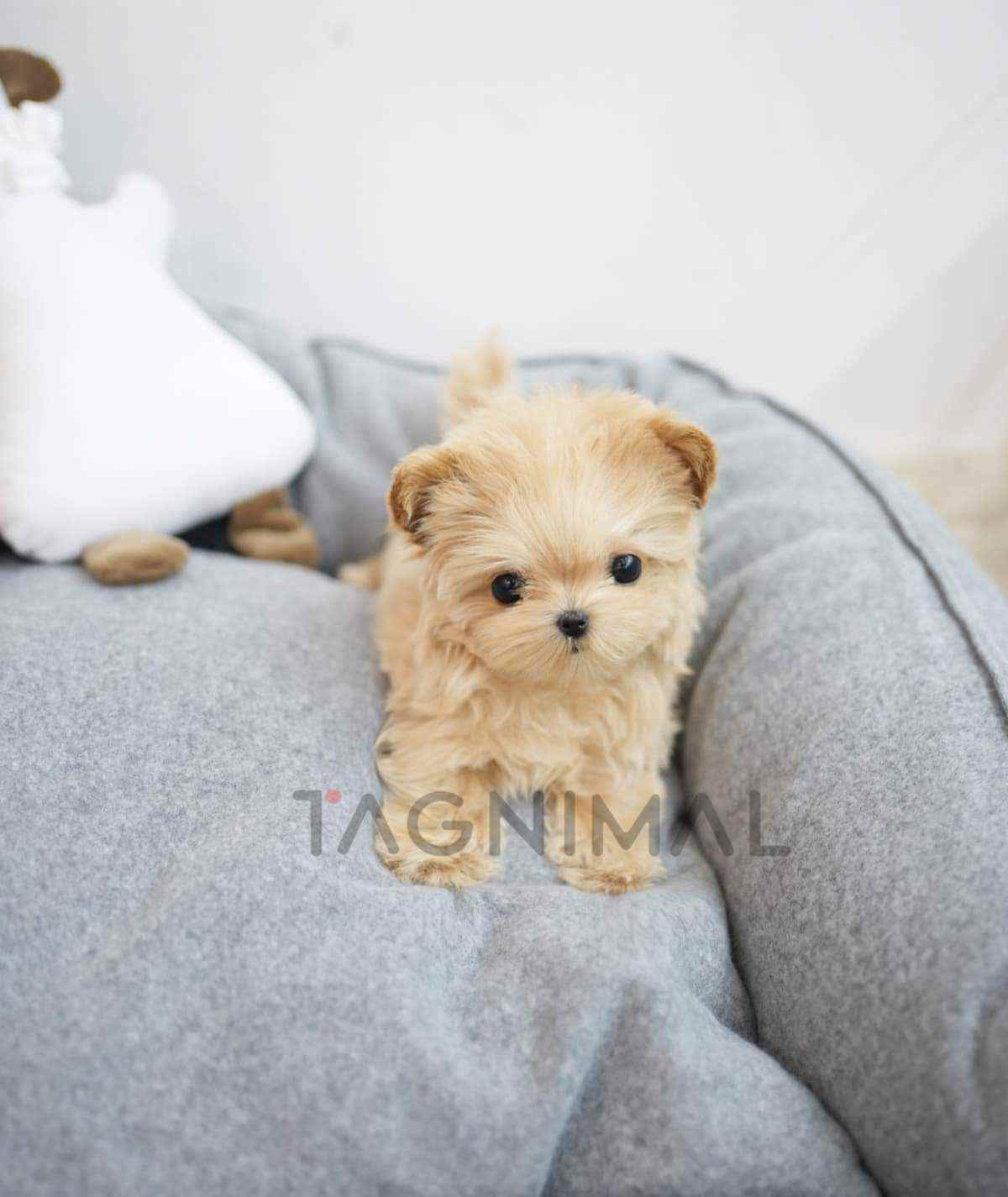 Jenny (เจนนี่) | Tagnimal