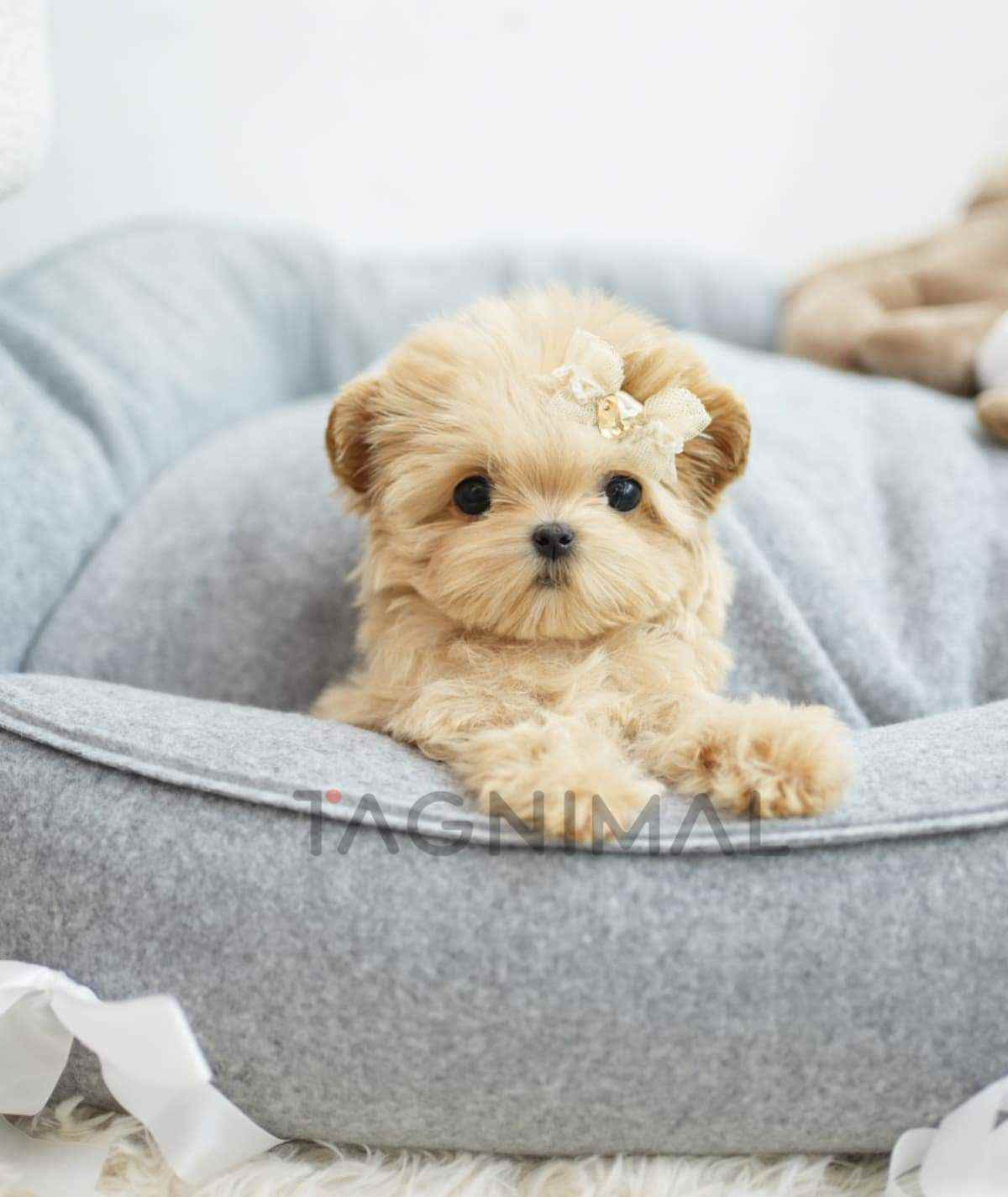 Jenny (เจนนี่) | Tagnimal