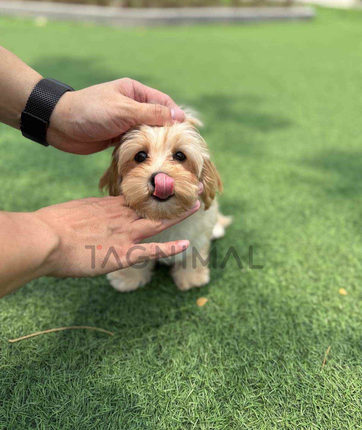 Lily (ลิลี่) | Tagnimal