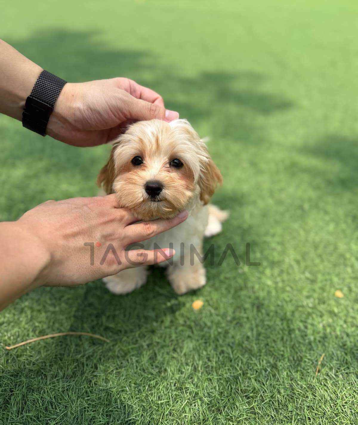 Lily (ลิลี่) | Tagnimal