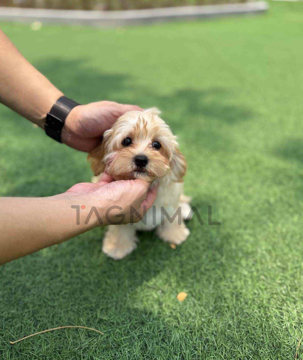 Lily (ลิลี่) | Tagnimal