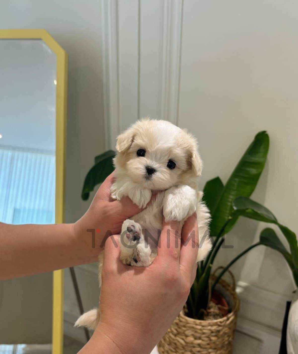 Nana (นานะ) | Tagnimal