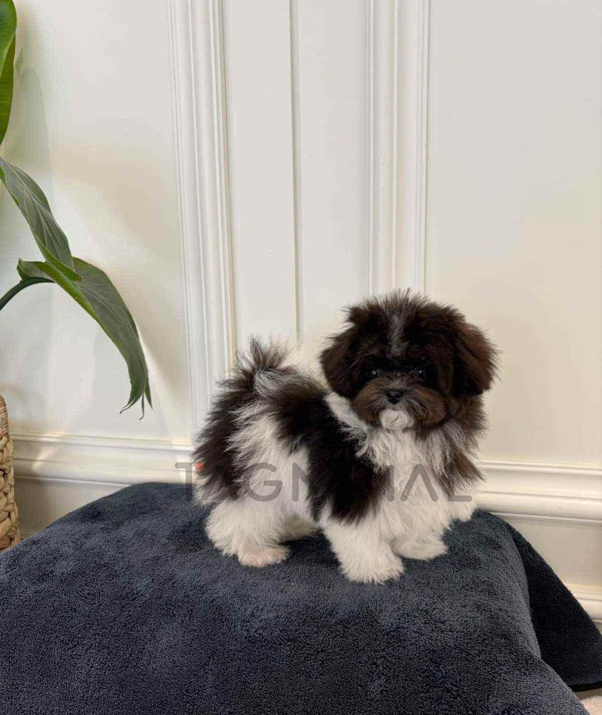 Dudu (ดูดู) | Tagnimal