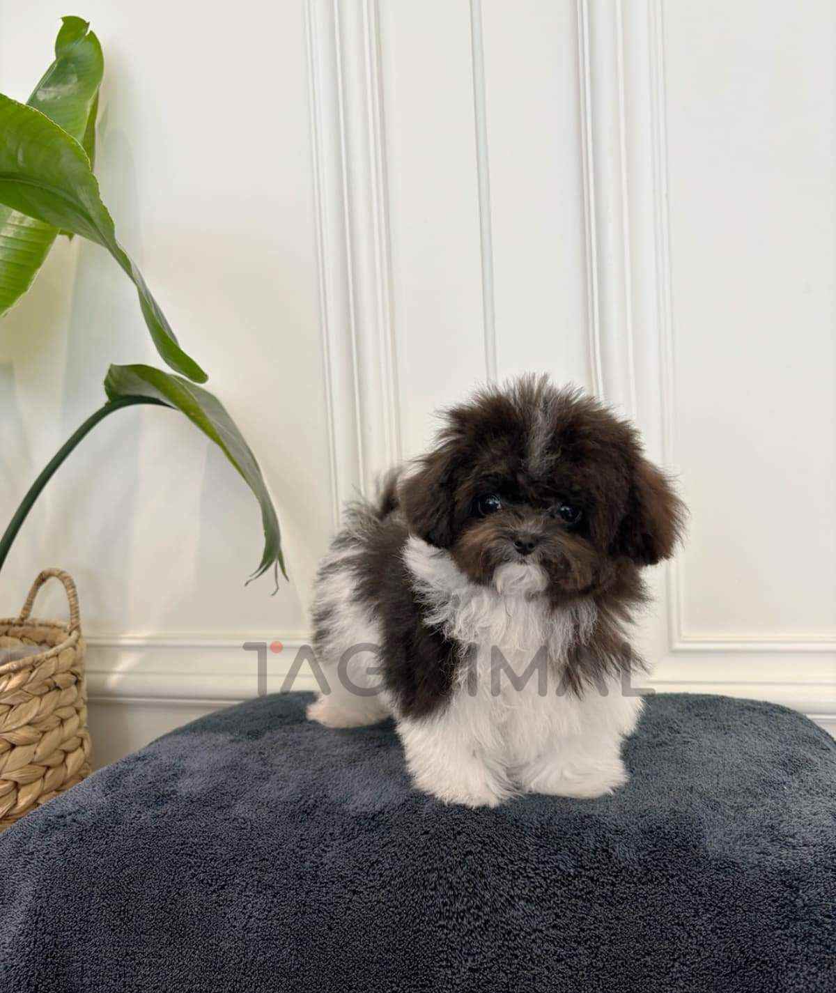 Dudu (ดูดู) | Tagnimal