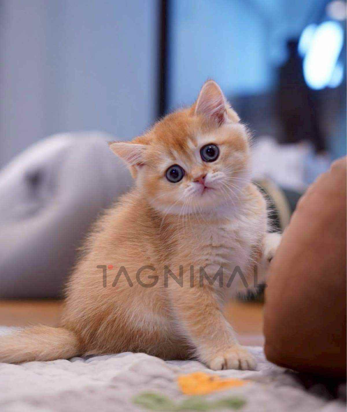 Jack (แจ็ค) | Tagnimal