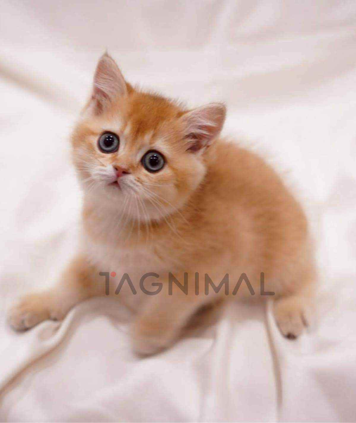 Jim (จิม) | Tagnimal