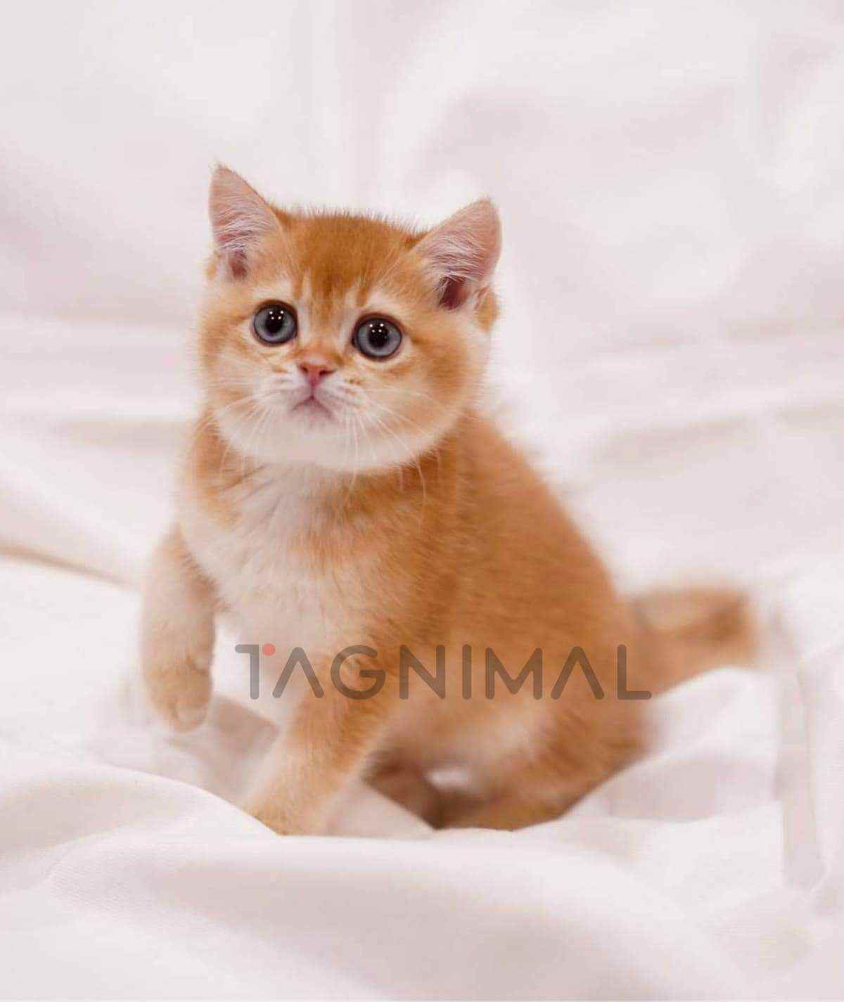 Jim (จิม) | Tagnimal