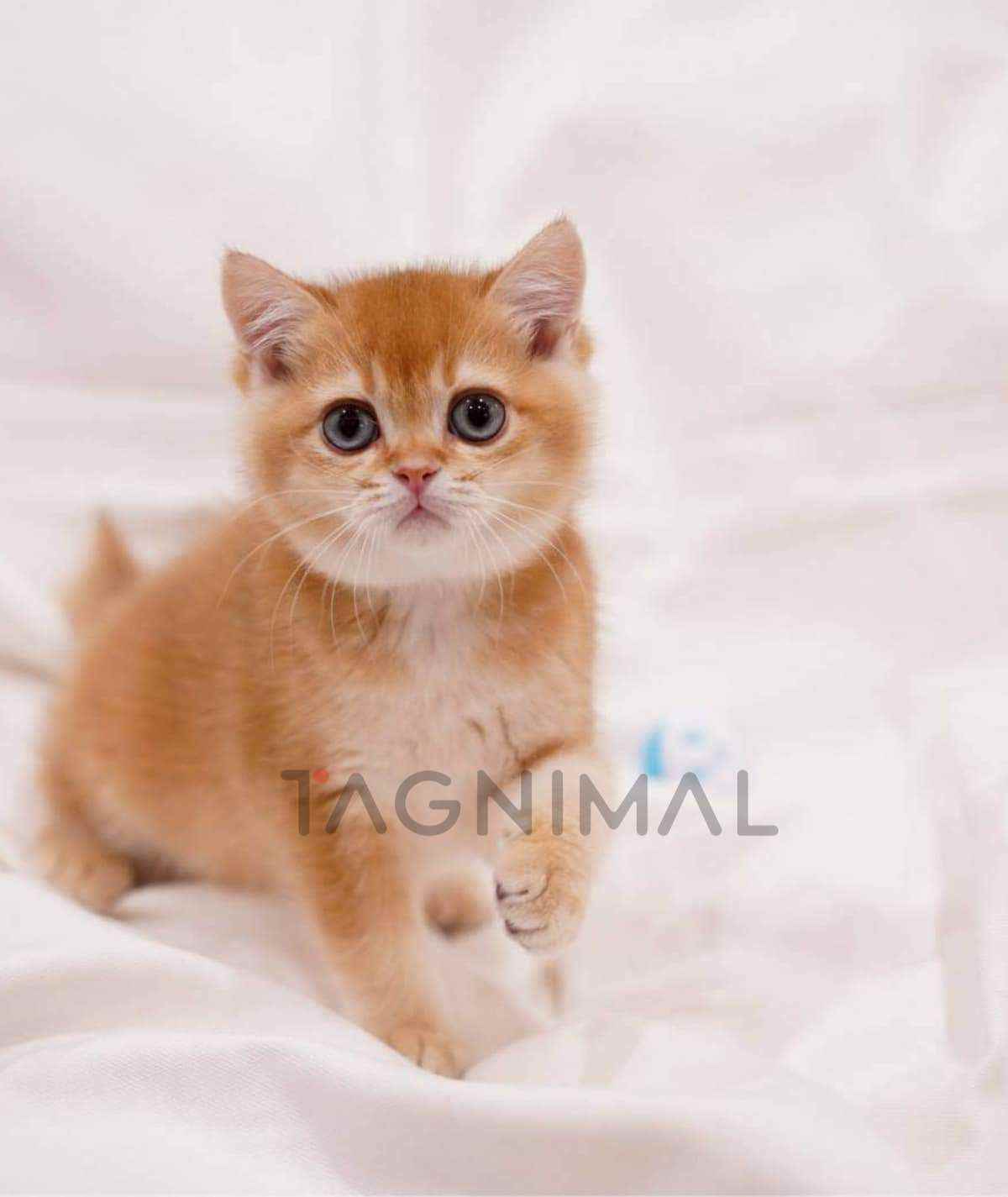 Jim (จิม) | Tagnimal