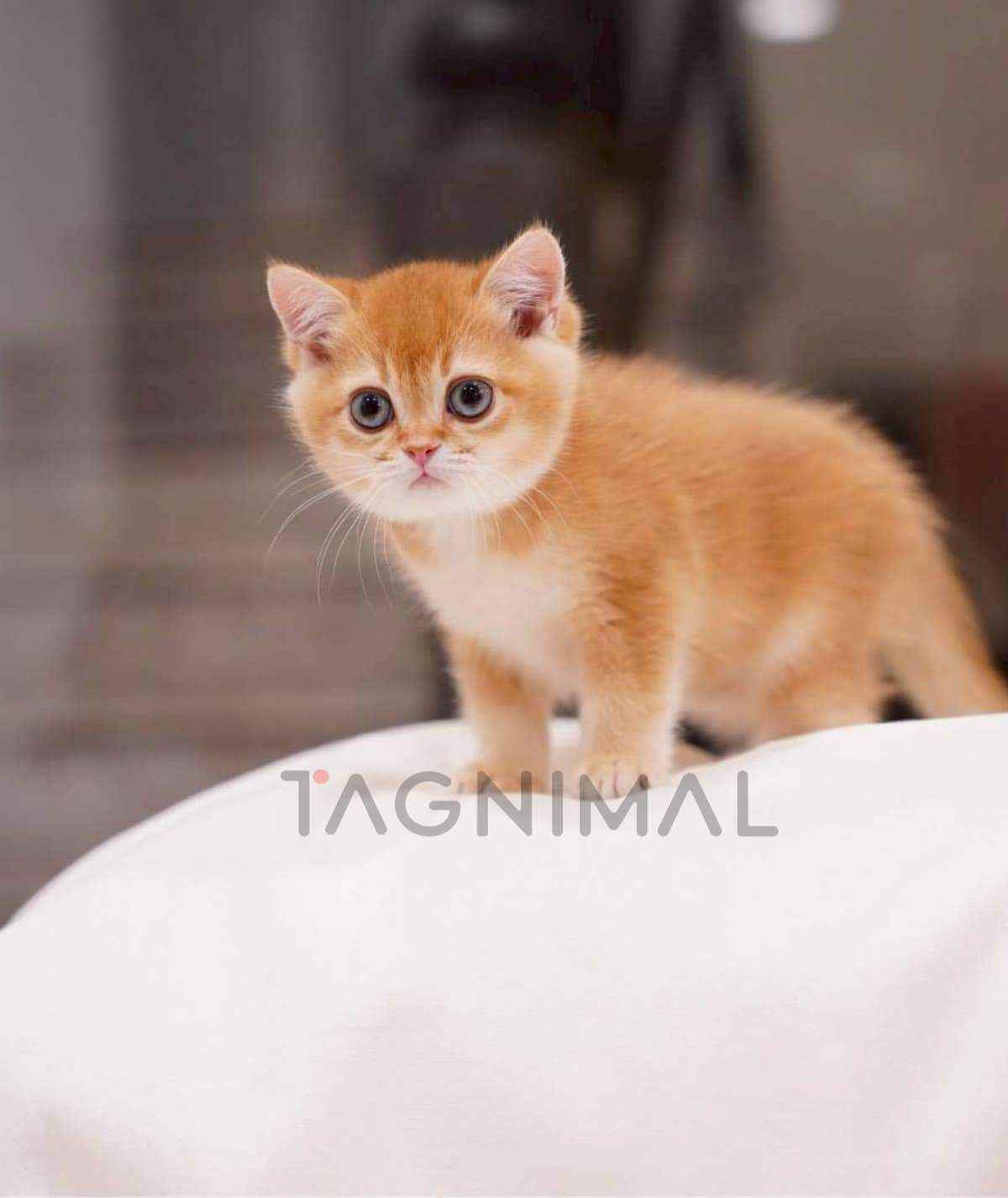 Jim (จิม) | Tagnimal