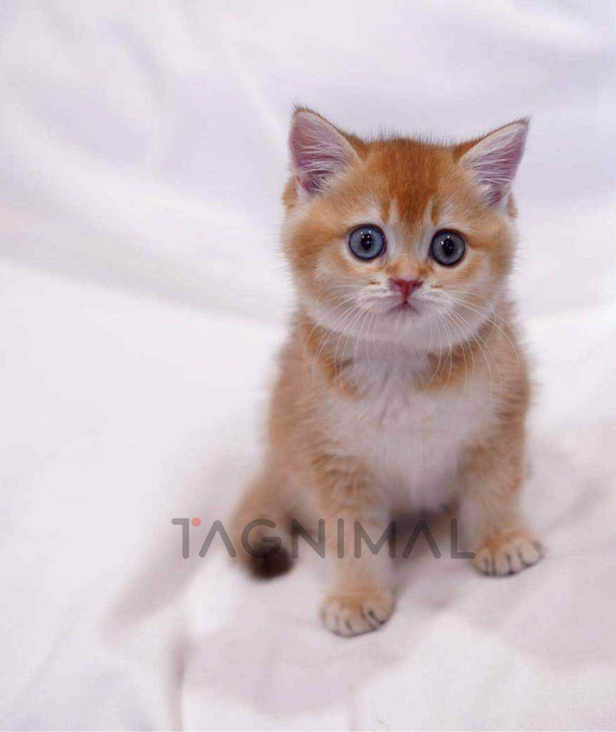 Joy (จอย) | Tagnimal