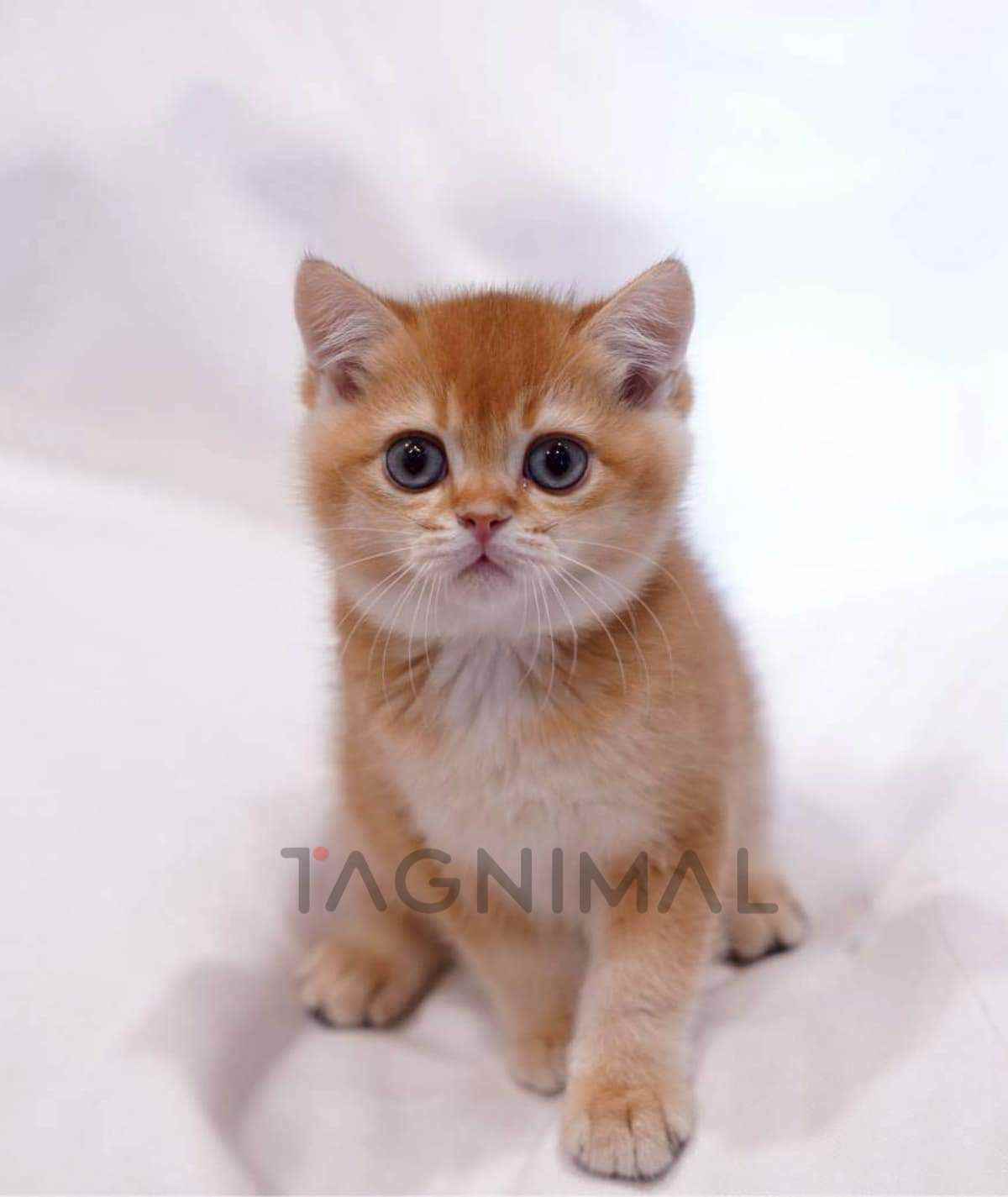 Joy (จอย) | Tagnimal