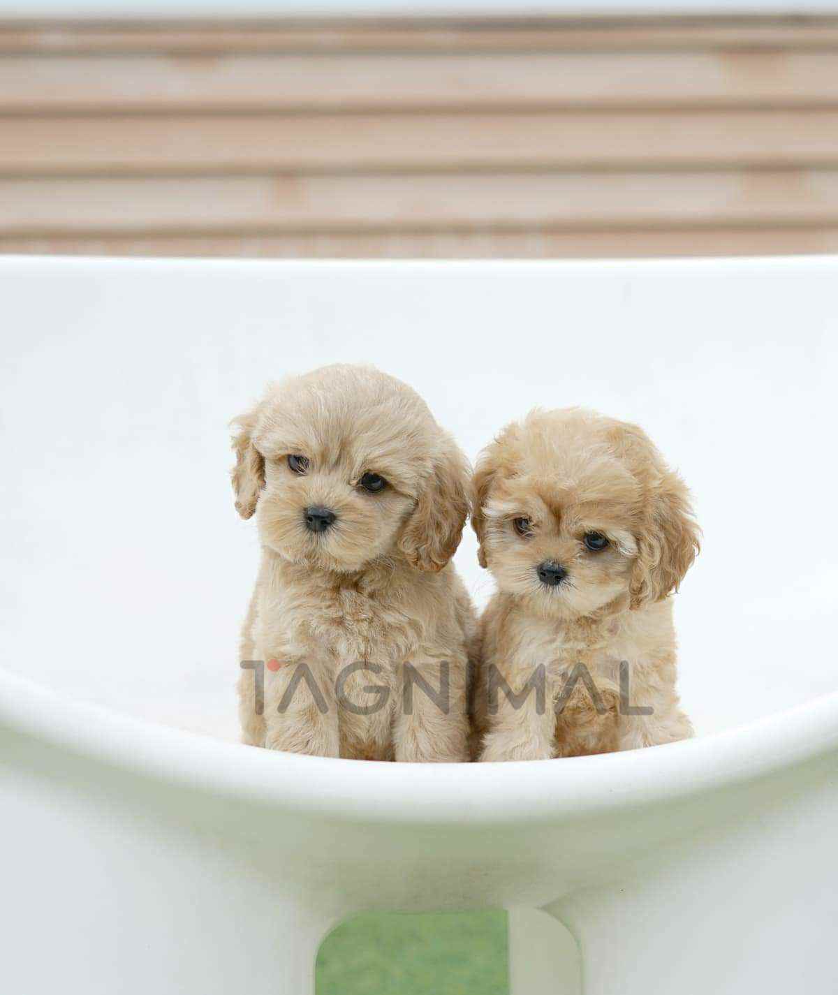 Jen (เจน) | Tagnimal