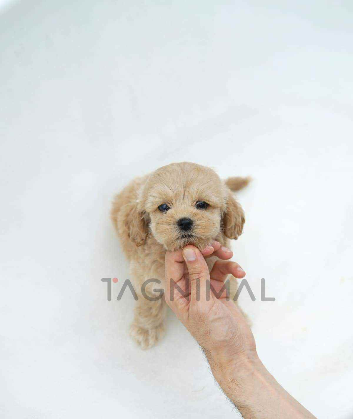 Jim (จิม) | Tagnimal