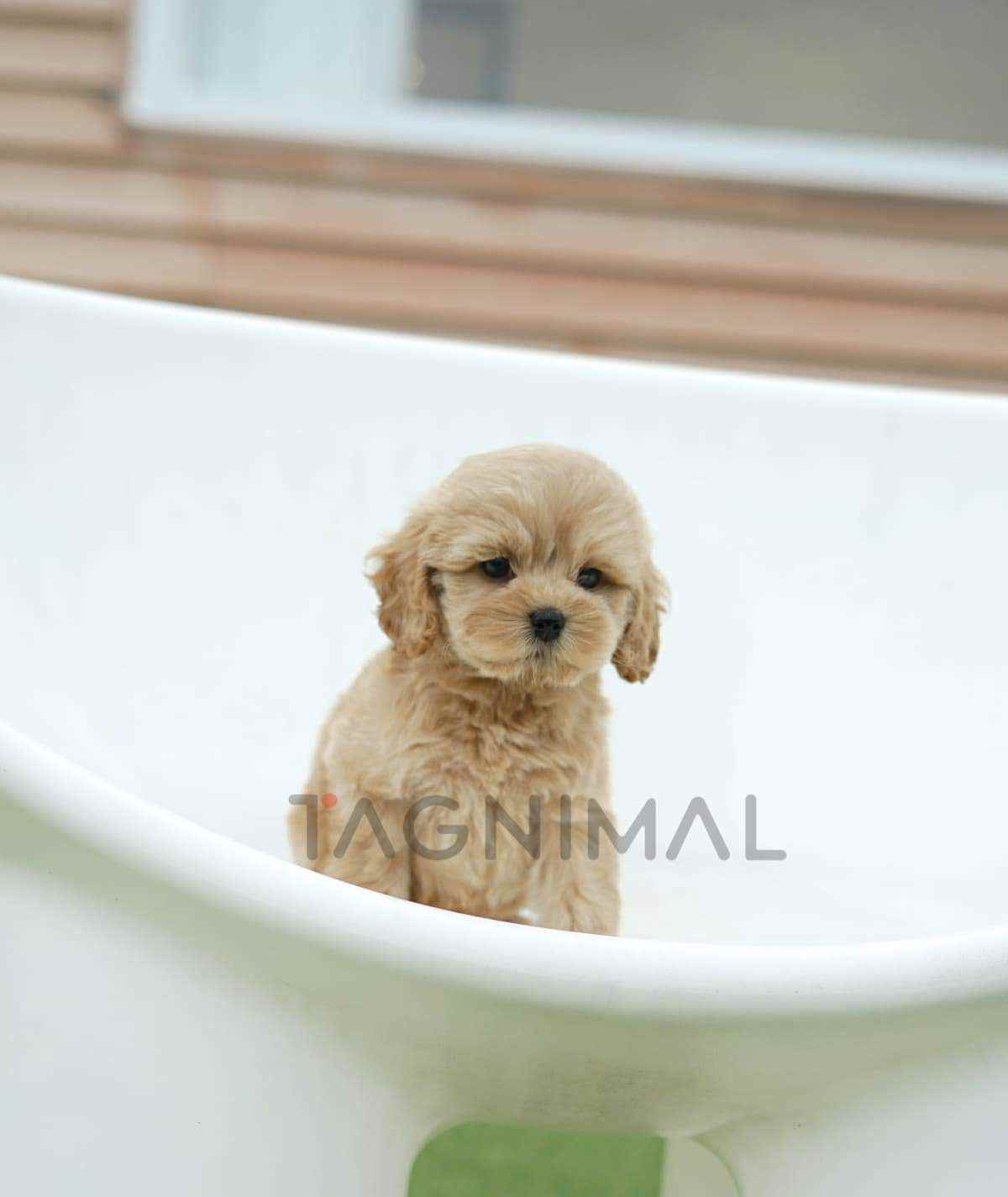 Jim (จิม) | Tagnimal