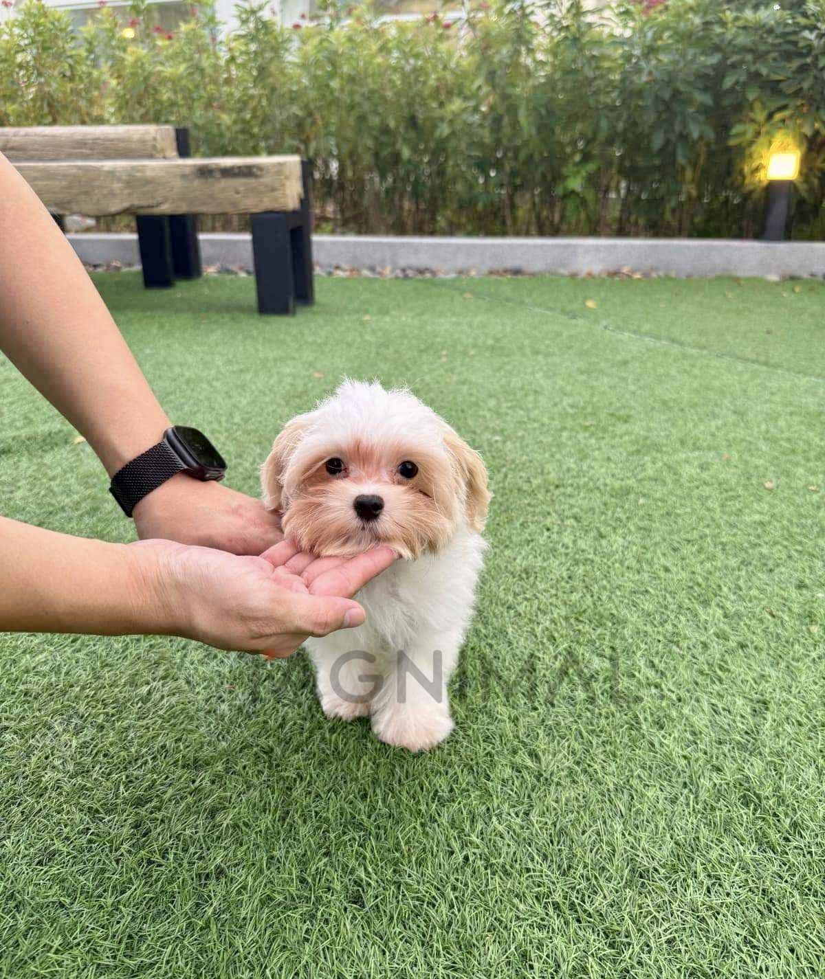 Tommy (ทอมมี่) | Tagnimal