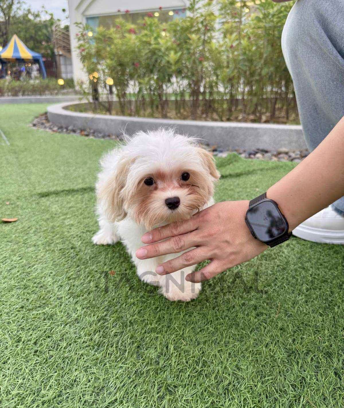 Tommy (ทอมมี่) | Tagnimal