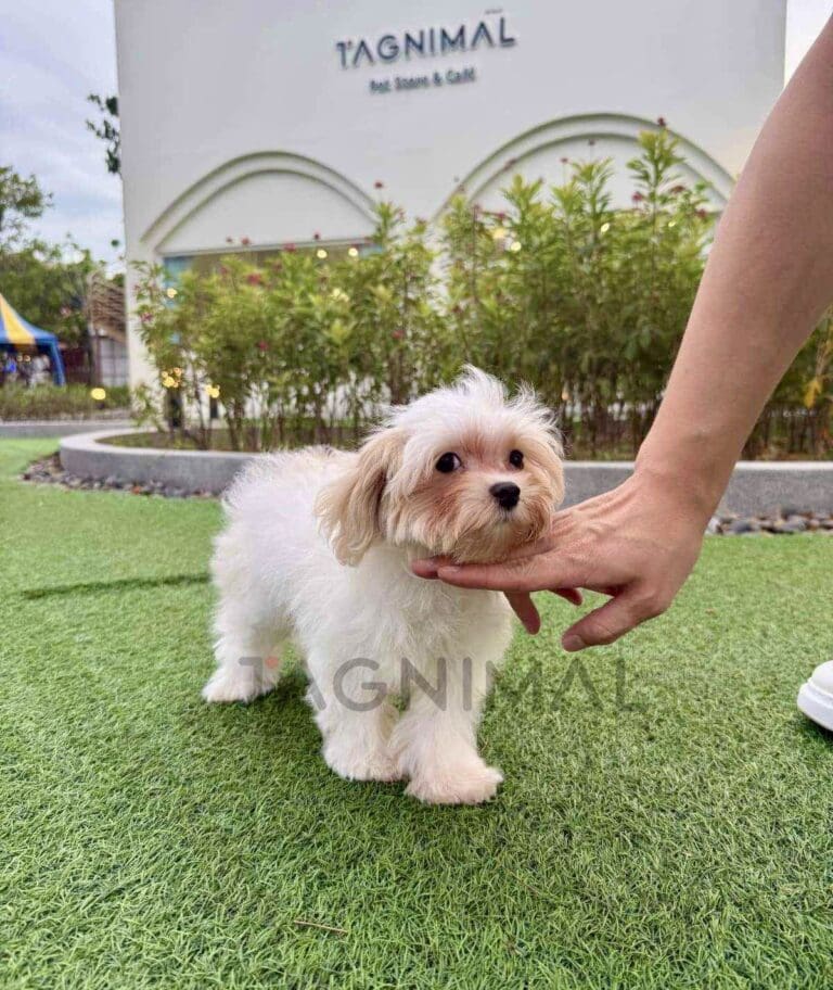 Tommy (ทอมมี่) | Tagnimal