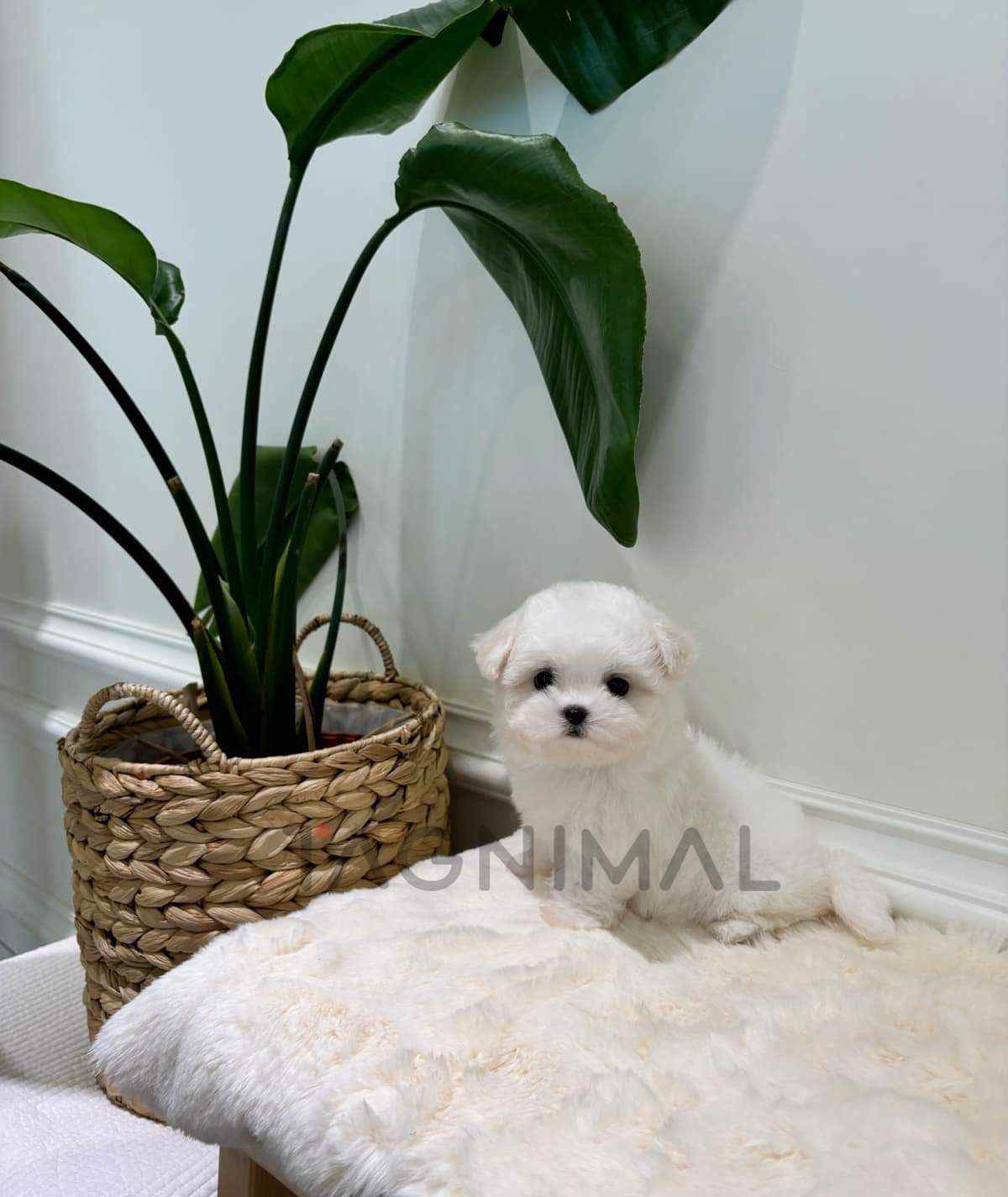 Hub (ฮับ) | Tagnimal