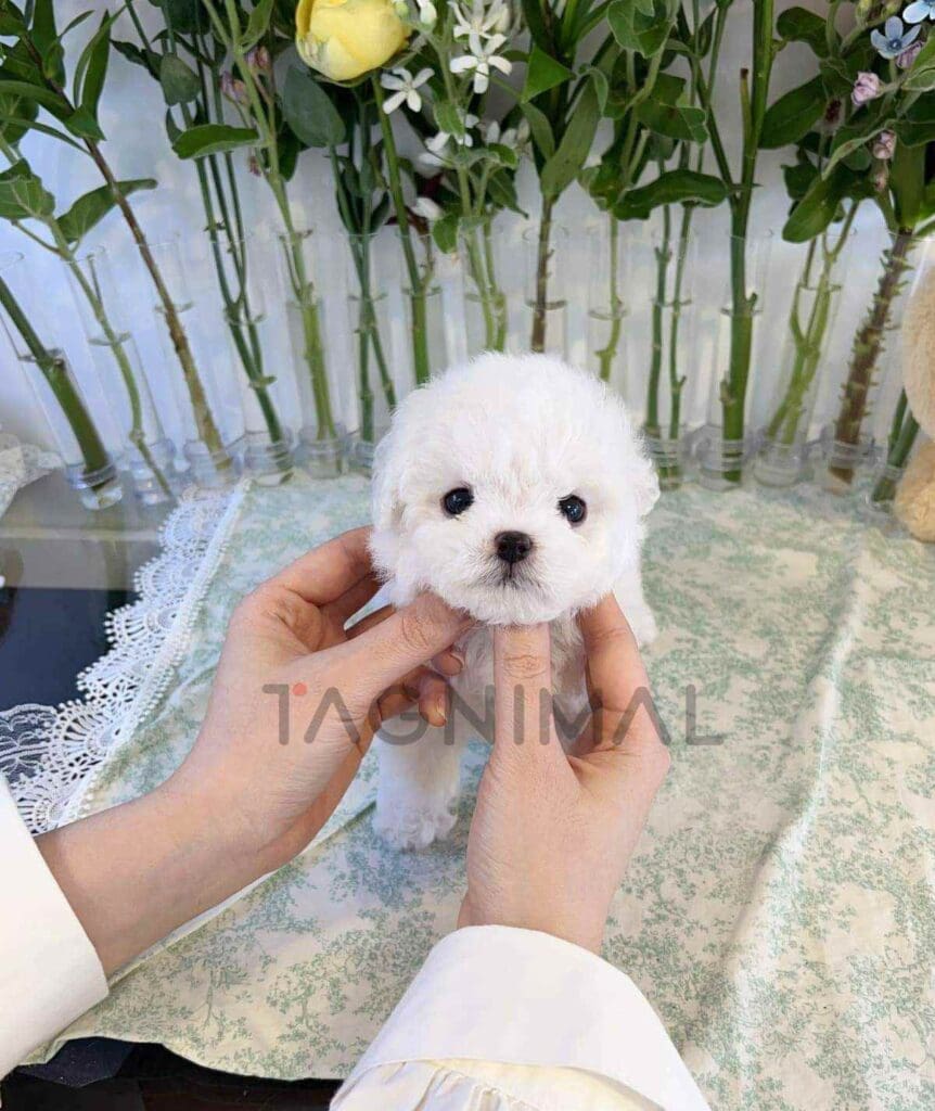 Thea (เธีย) | Tagnimal