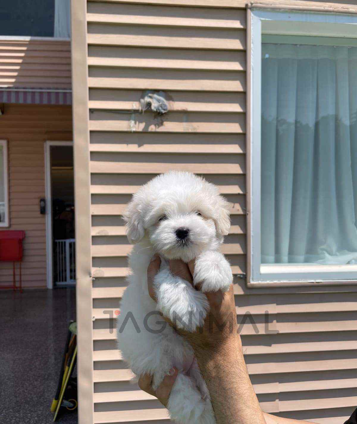 Demi (เดมี) | Tagnimal