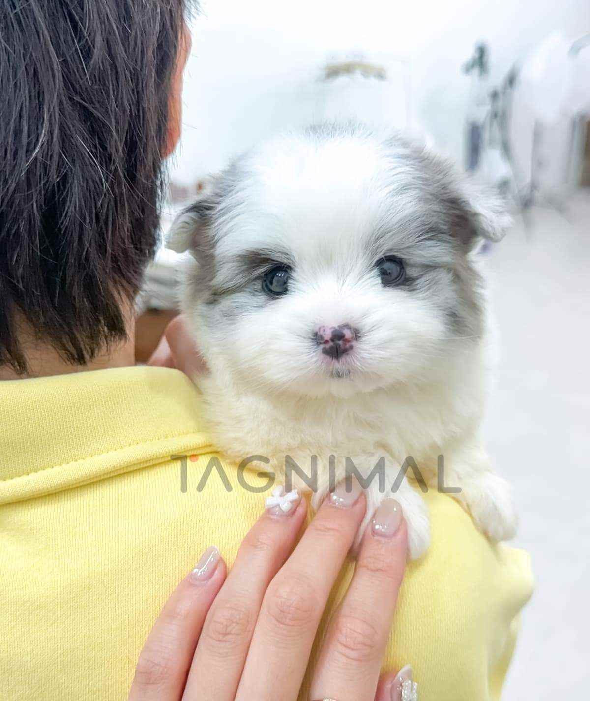 Kitty (คิตตี้) | Tagnimal