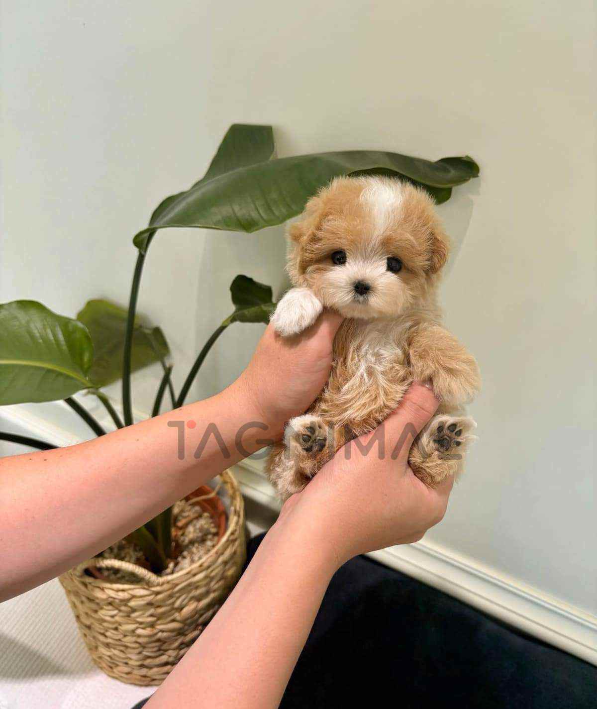 Lime (ไลม์) | Tagnimal