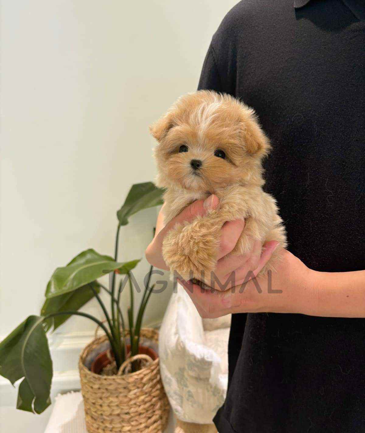 Peanut (พีนัท) | Tagnimal