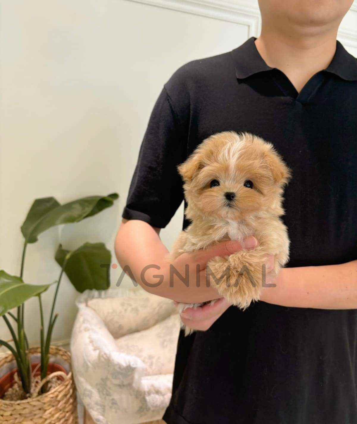 Peanut (พีนัท) | Tagnimal