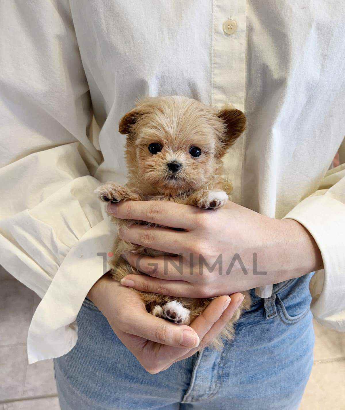 Tim (ทิม) | Tagnimal