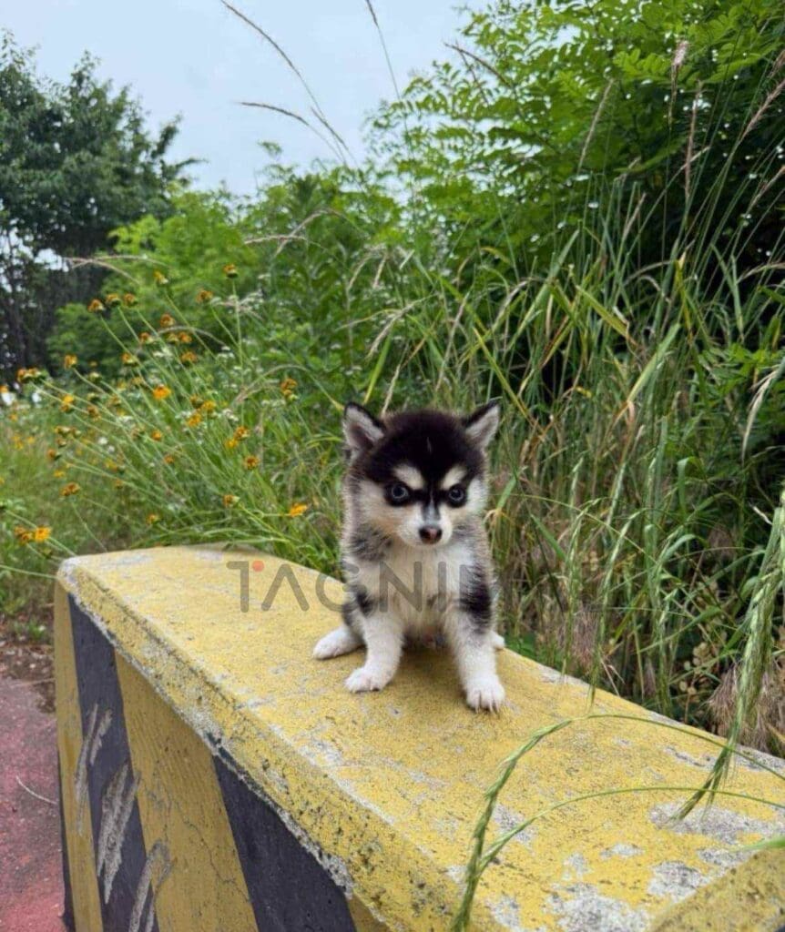 Solo (โซโล) | Tagnimal