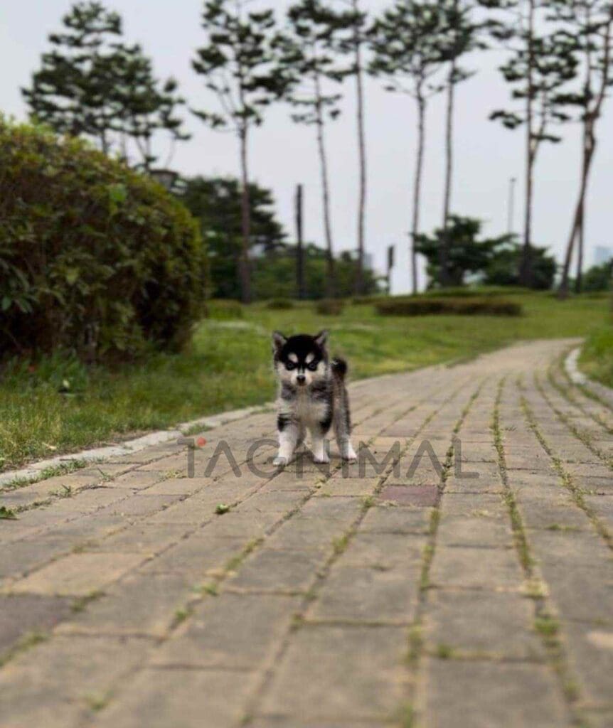 Solo (โซโล) | Tagnimal