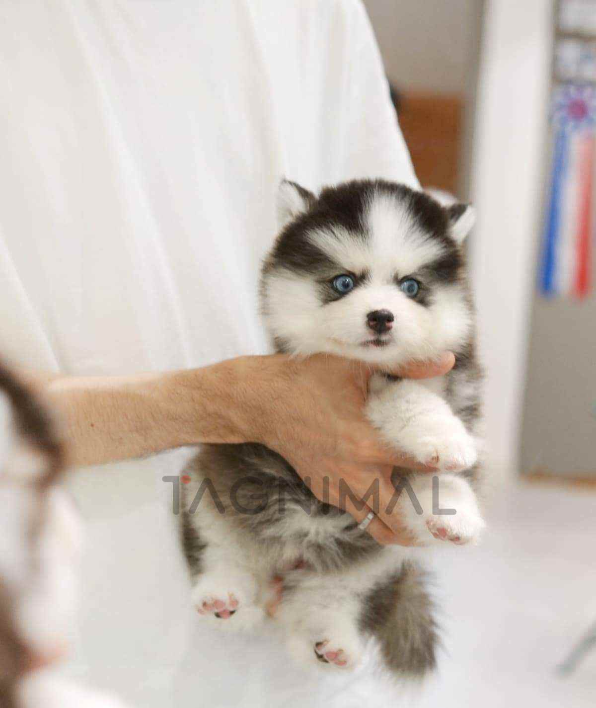 Liam (เลียม) | Tagnimal