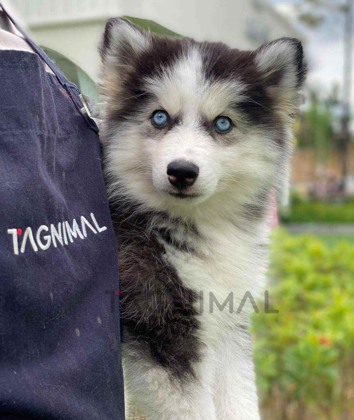 Liam (เลียม) | Tagnimal