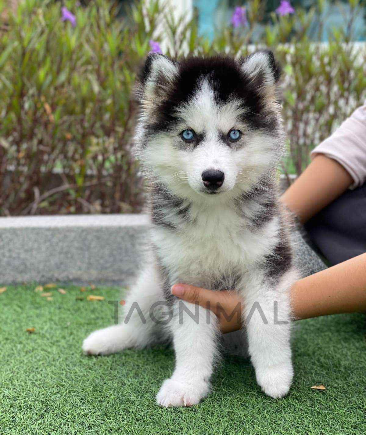 Liam (เลียม) | Tagnimal