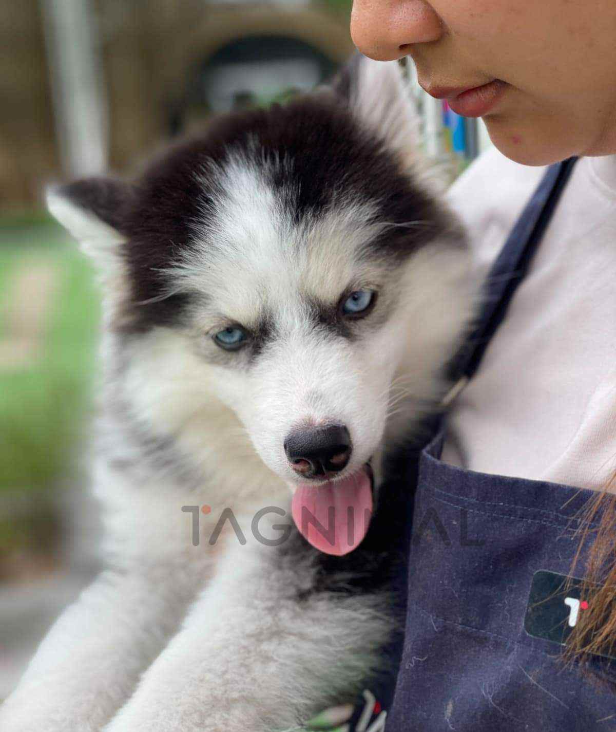 Liam (เลียม) | Tagnimal