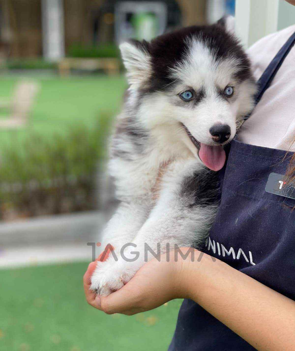 Liam (เลียม) | Tagnimal