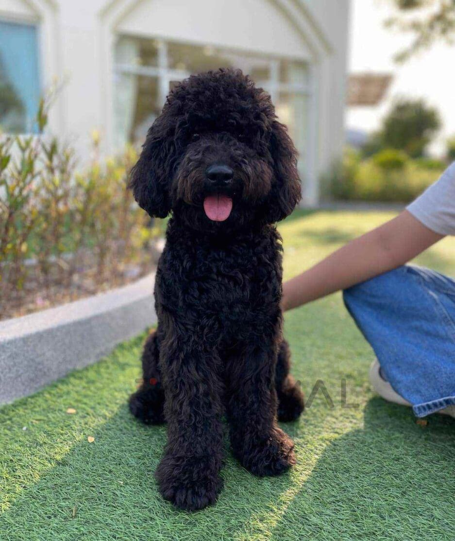 Nelan (นีแลน) | Tagnimal