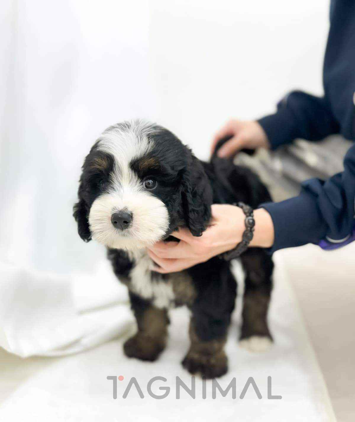 Ron (รอน) | Tagnimal