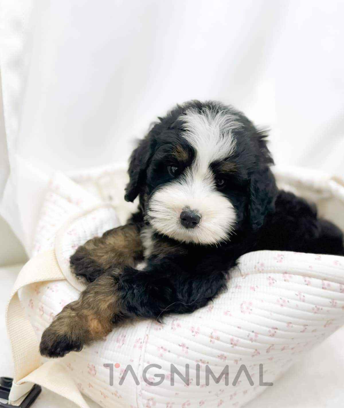 Ron (รอน) | Tagnimal