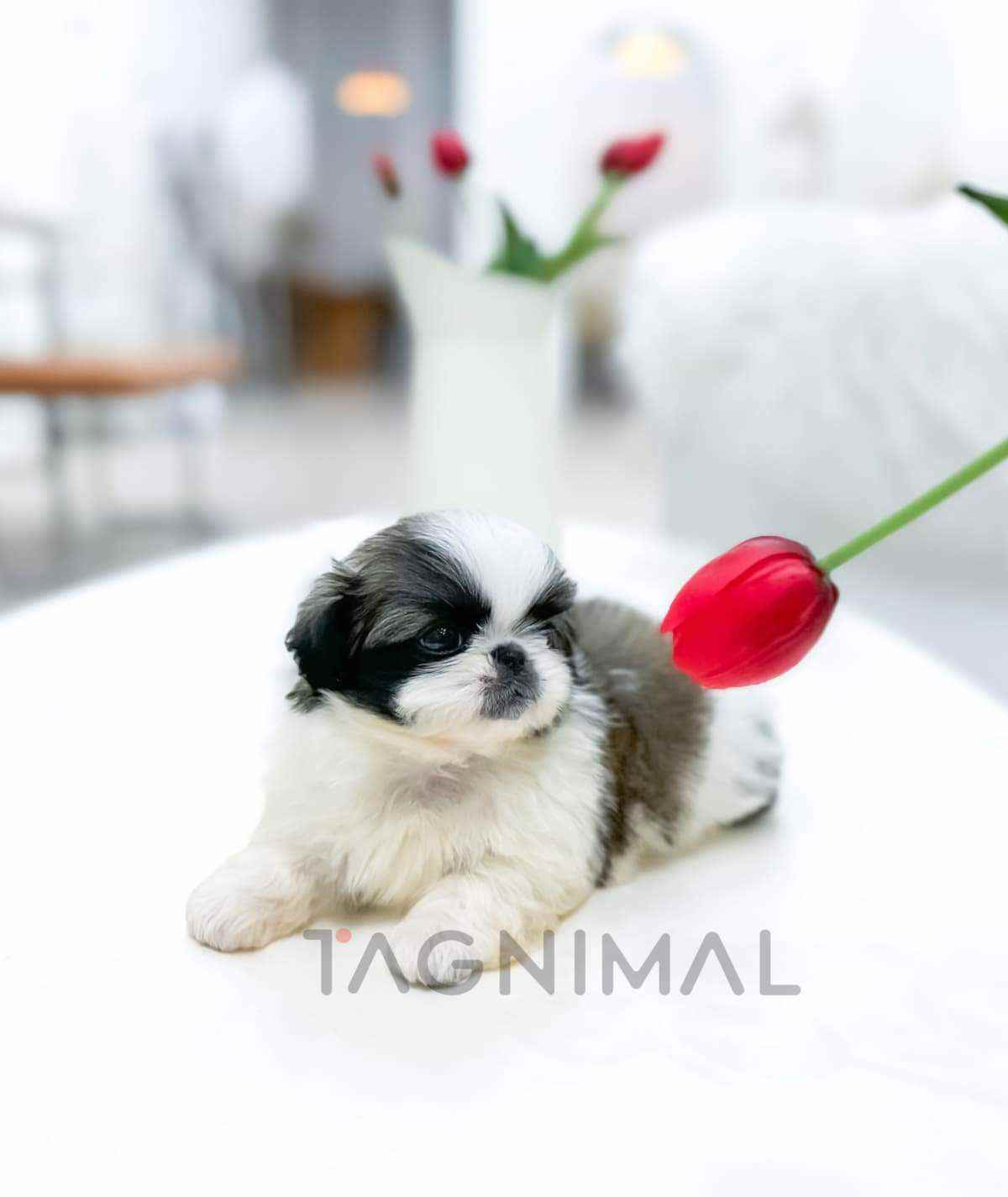 Stitch (สติทช์) | Tagnimal