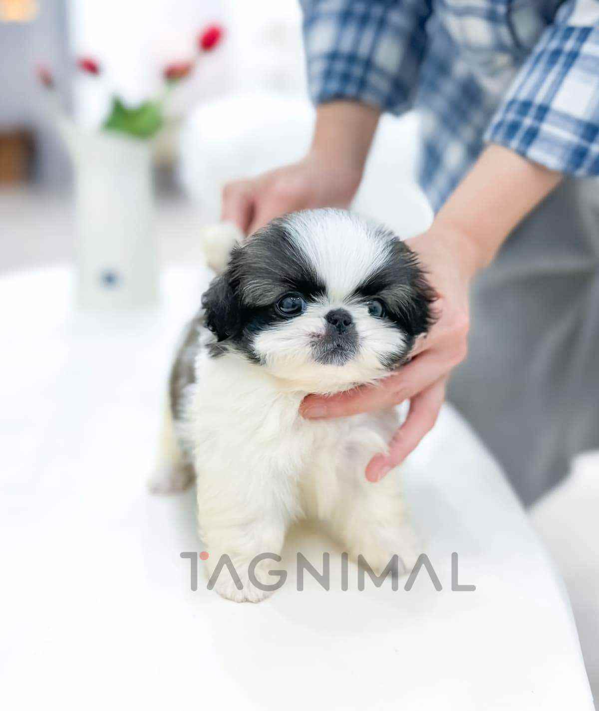 Stitch (สติทช์) | Tagnimal