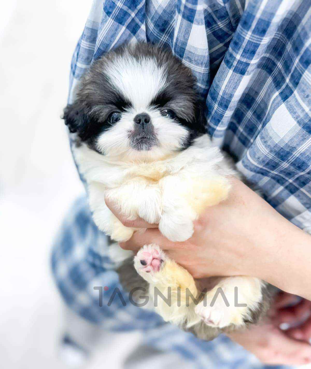 Stitch (สติทช์) | Tagnimal